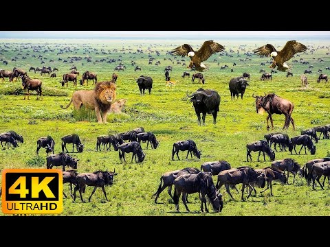 4K Afrika Yaban Hayatı: Amboseli Milli Parkı - Afrika'nın Gerçek Sesleri - 4K Video Ultra HD