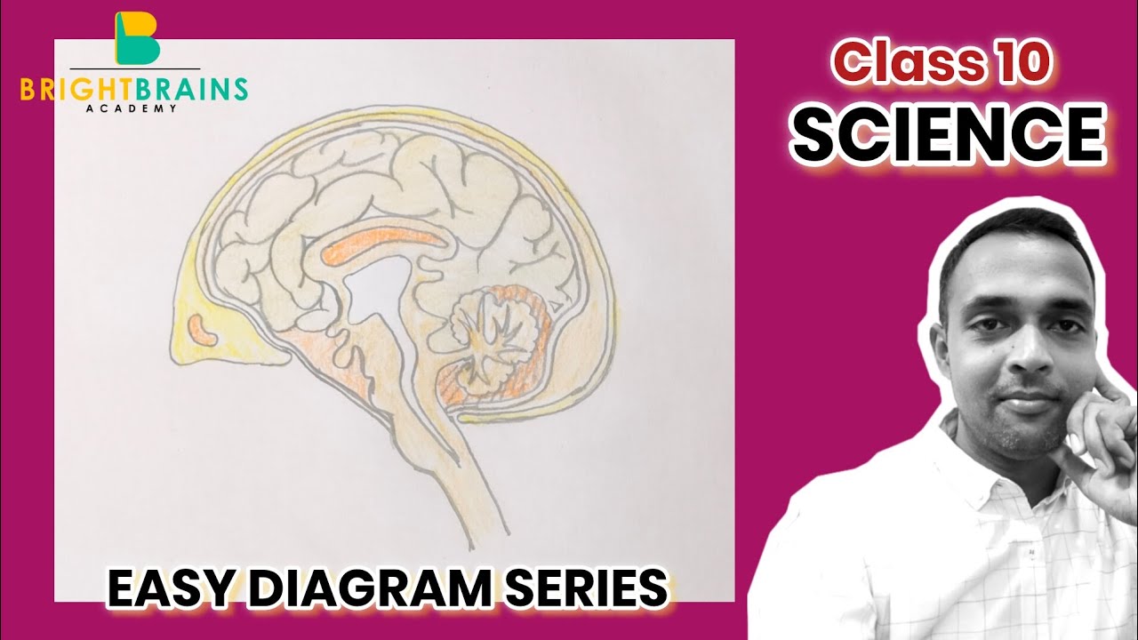 Must practice diagram for class 10 science| Human Brain easy diagram ...