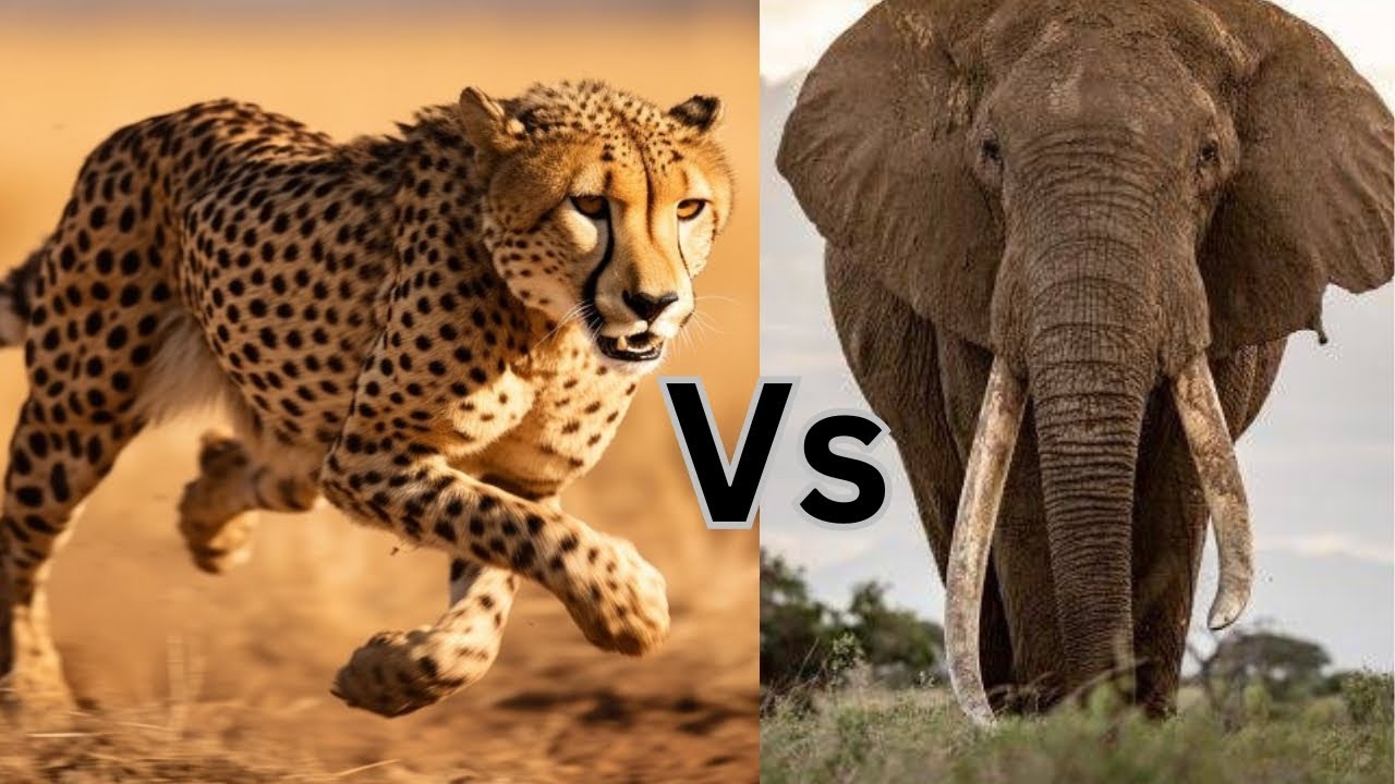 Cheetah Vs Elephant | Power And Speed In The Animal Kingdom - YouTube