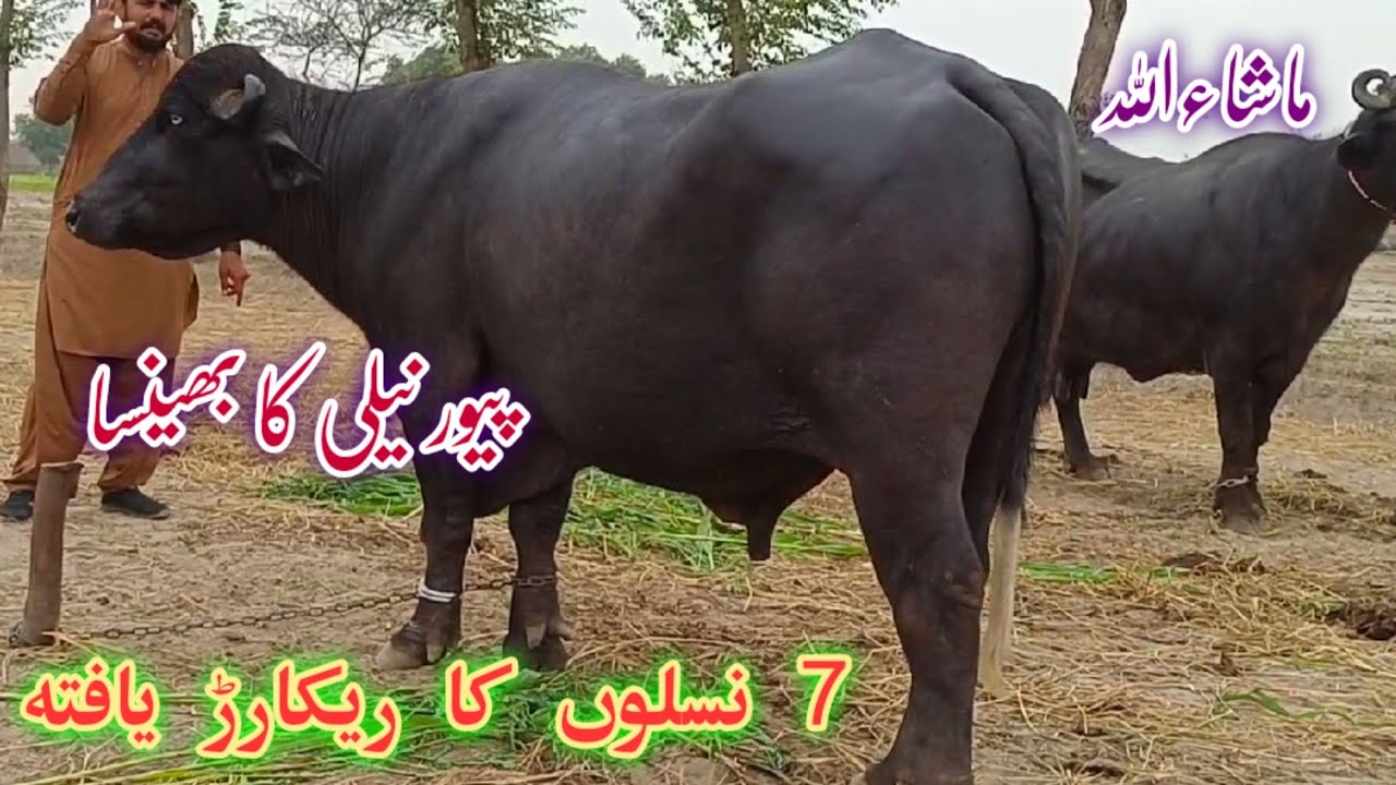 Top Nili Bull // Big Neli Ravi Buffalo's bull for sale in punjab ...