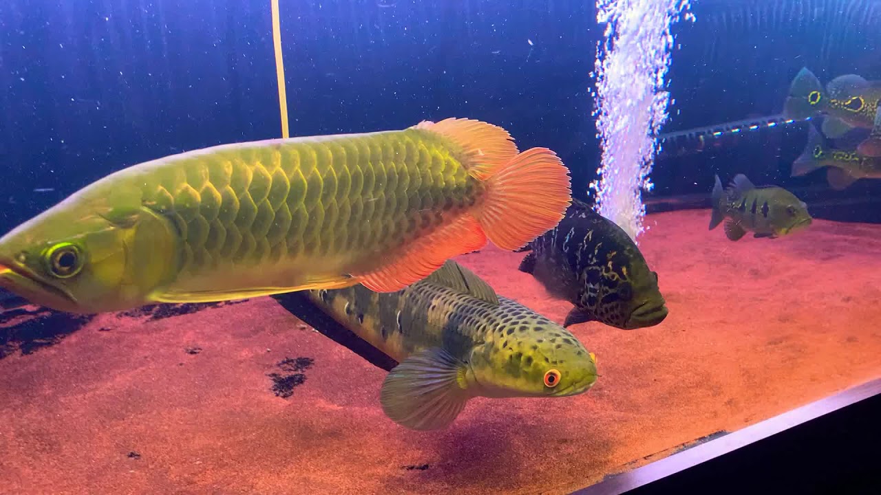 My Arowana Community Tank - YouTube