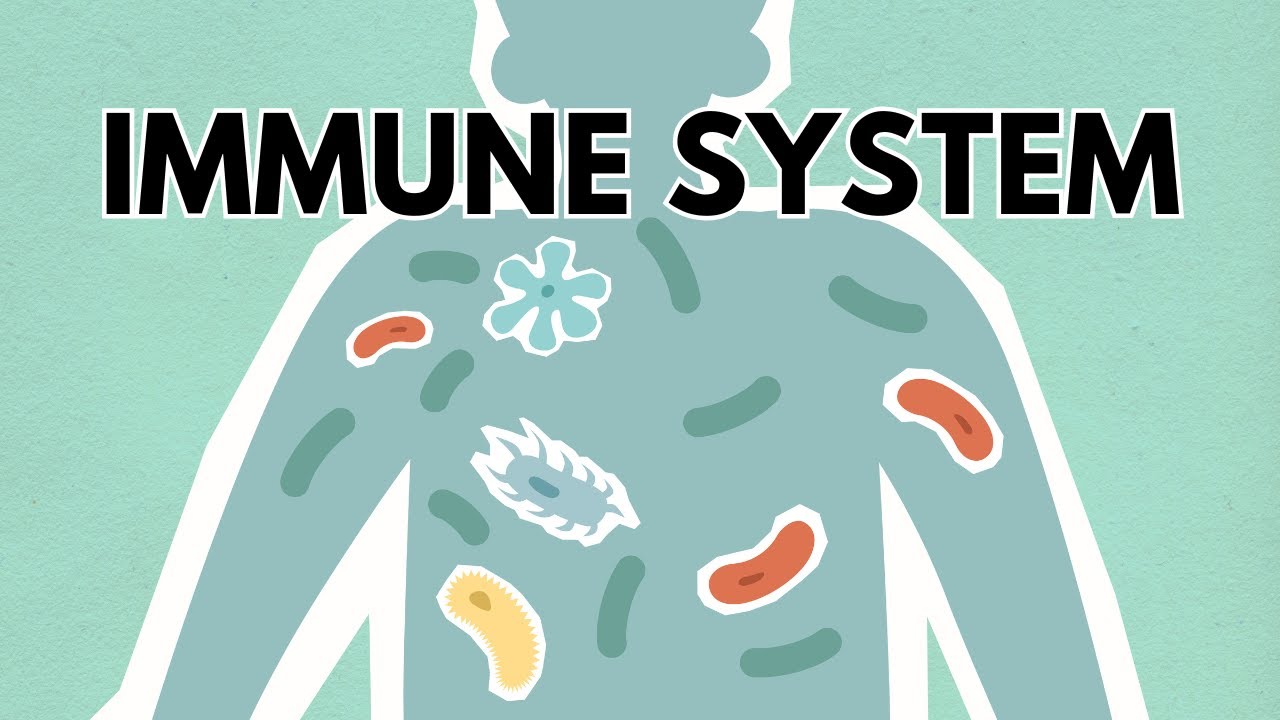How The Immune System ACTUALLY Works – IMMUNE - YouTube
