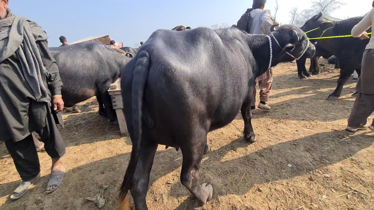 TWO NILI RAVI BUFFALO FOR SALE LOCOTION COW MANDI MAHLLOANA DOLI ...