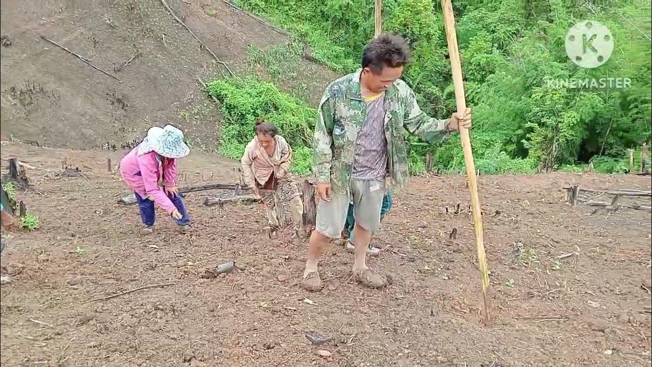 Pauj zog cog nplej lom zem thiab sab kawg. May,26,2024. - YouTube