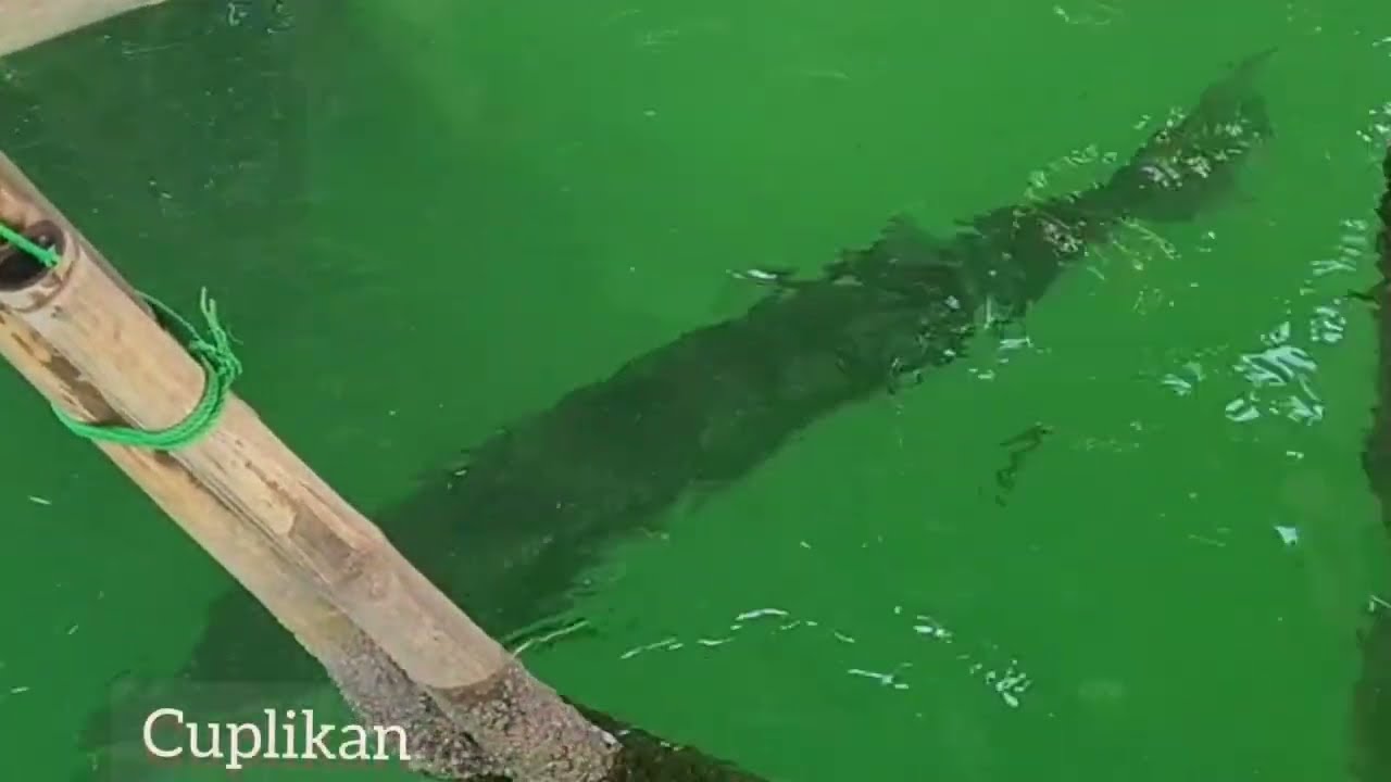 penampakan ikan besar di kolong Bagan Tanjung kait - YouTube