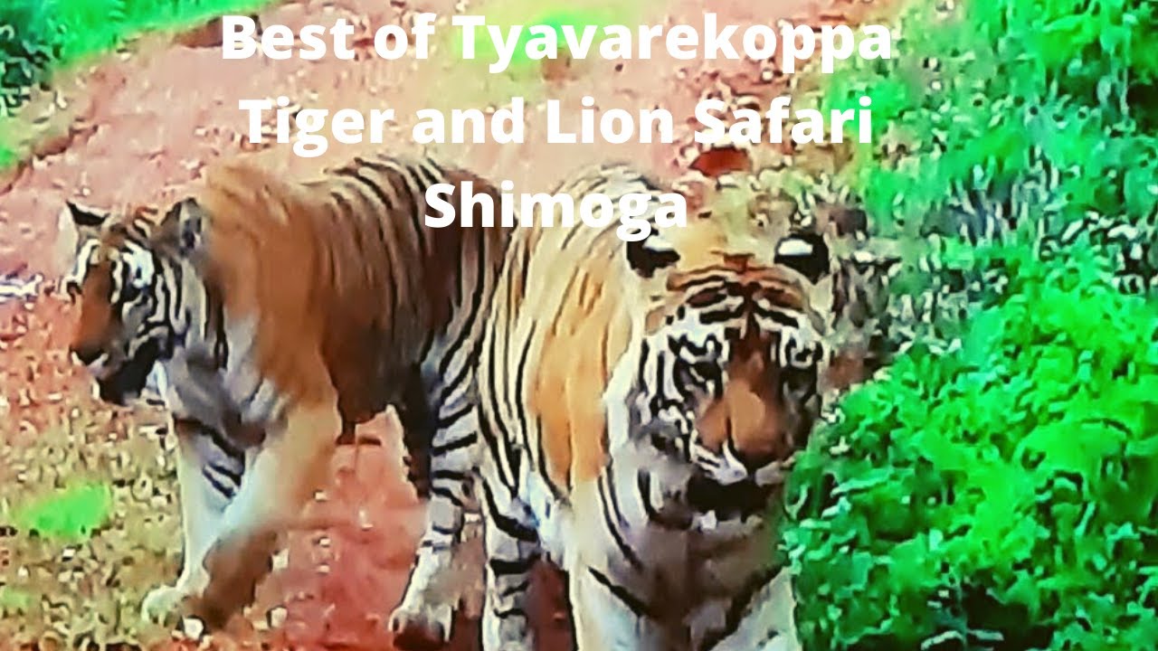 Best of Tyavarekoppa Tiger Lion Safari Shimoga ಹುಲಿ ಸಿಂಹ ಧಾಮ ...