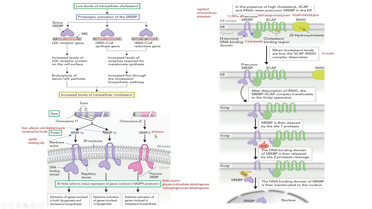 SREBP SCAP INSIG colesterol S1P S2P SRE receptor LDL bioquímica ...