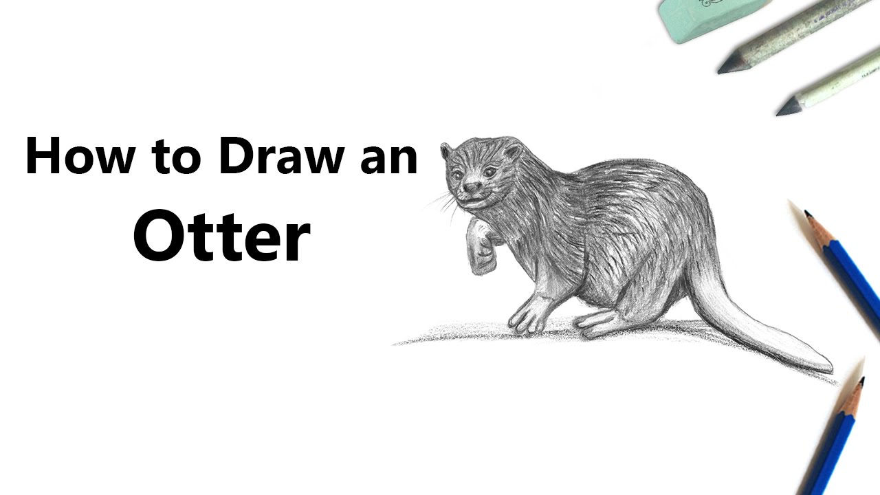 How to Draw an Otter with Pencils [Time Lapse] - YouTube