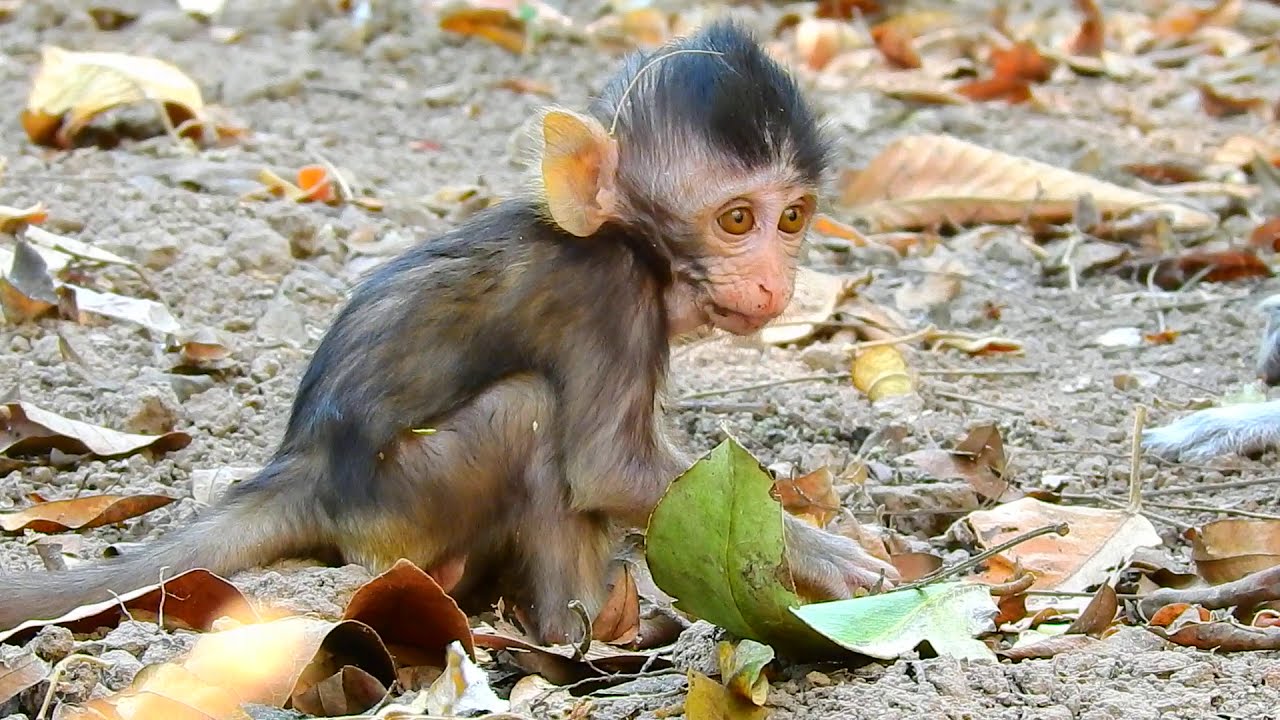 Tiny monkey plays with black ants and get stunk - YouTube