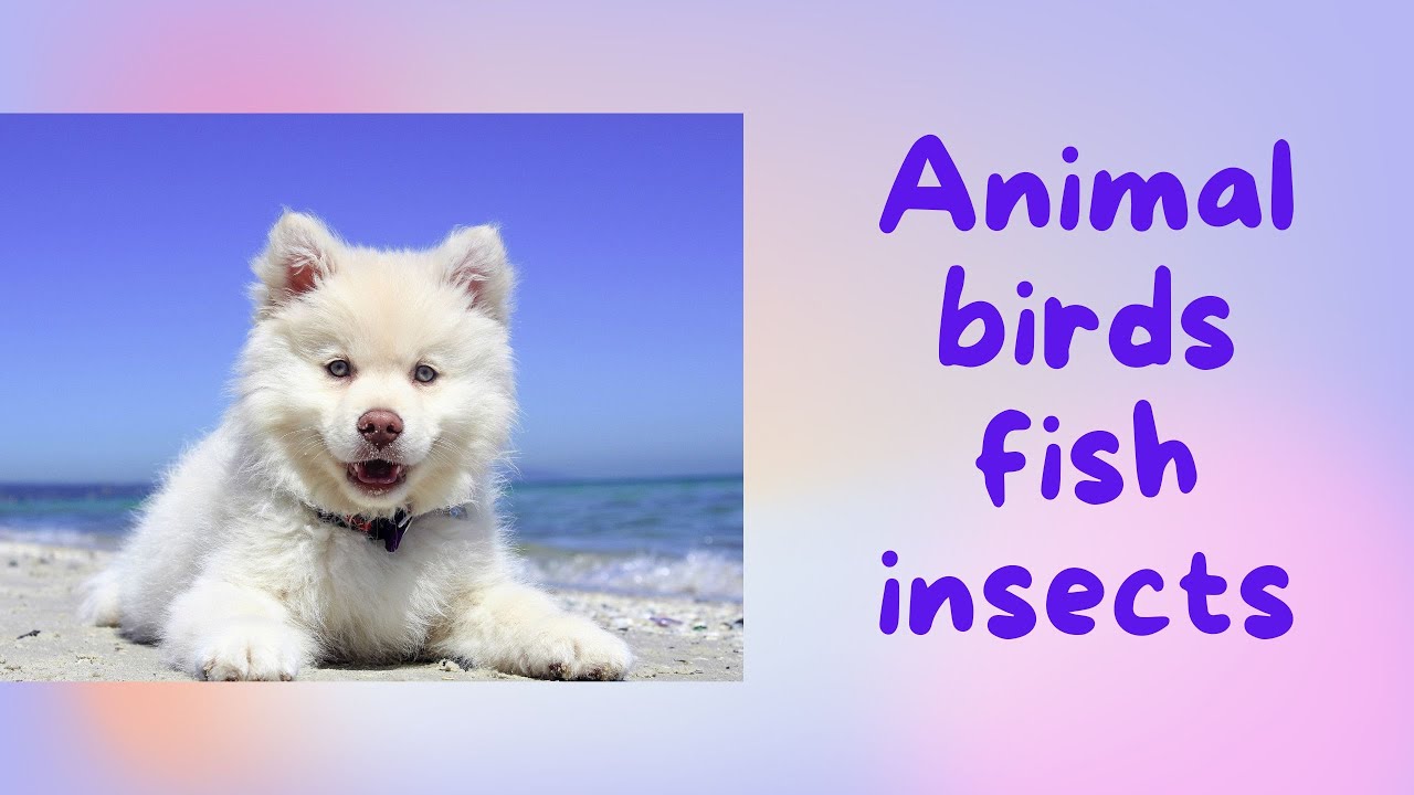 Animals birds fish insects. Wonderful videos about animals 動物 鳥 魚 昆虫 動物 ...