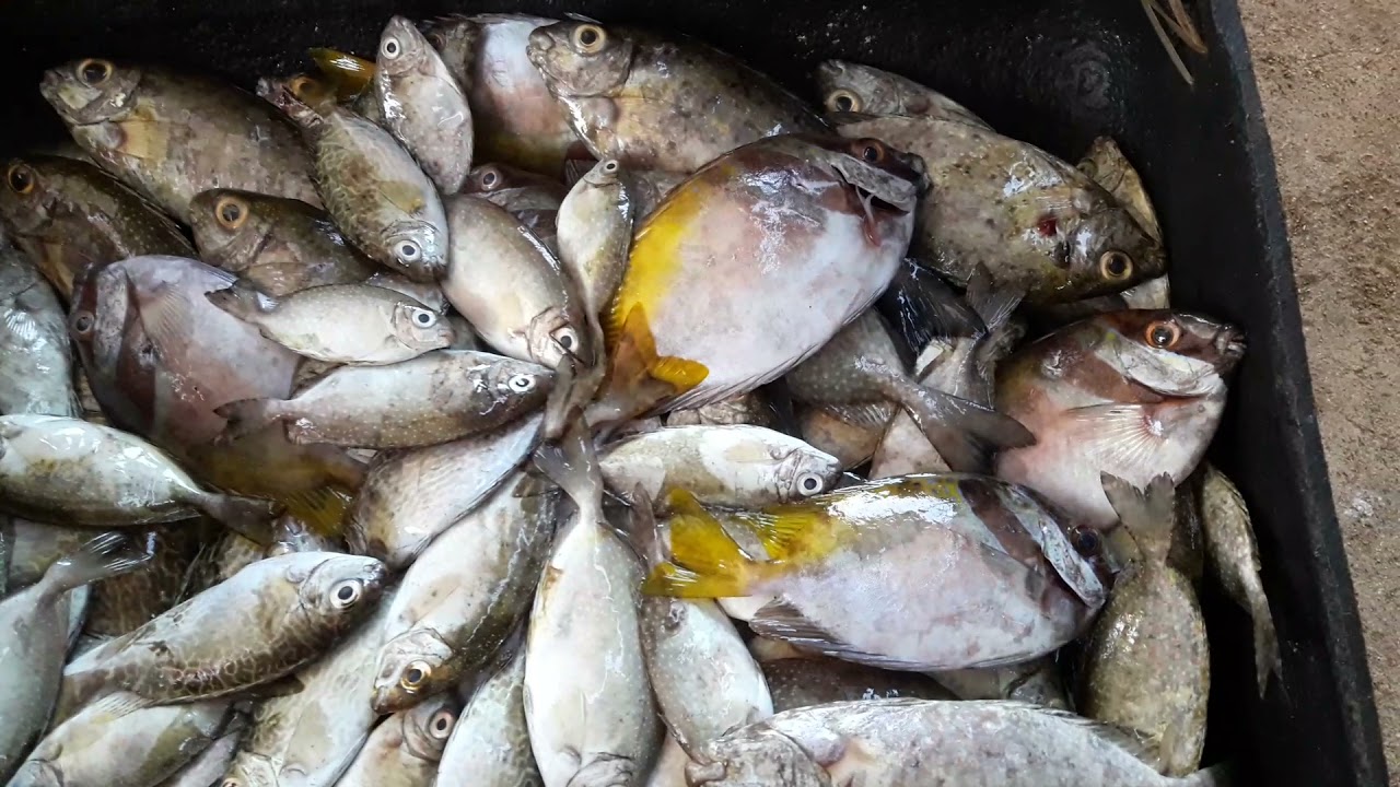 RABBIT FISH - YouTube