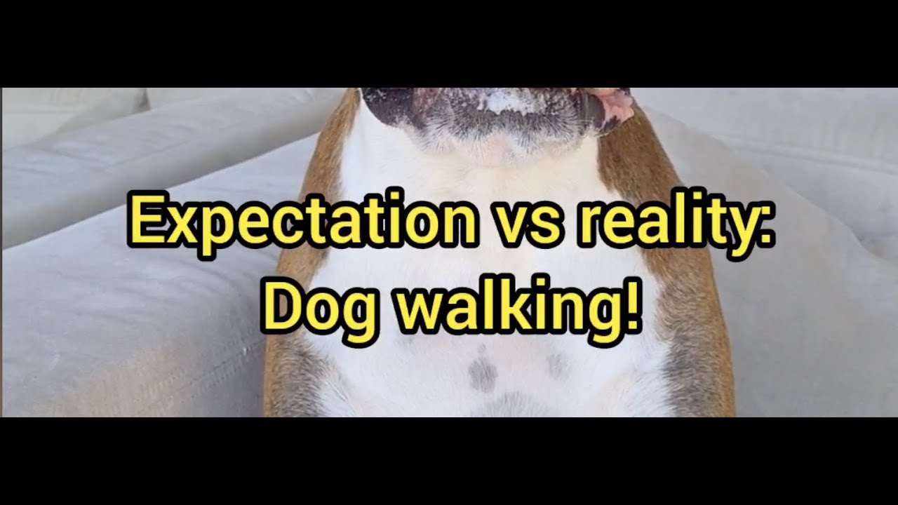 Expectation vs reality: dog walking! - YouTube