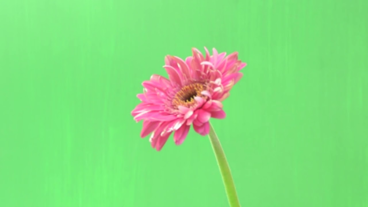 Footage Animation Flower Blossoms Green Screen - YouTube