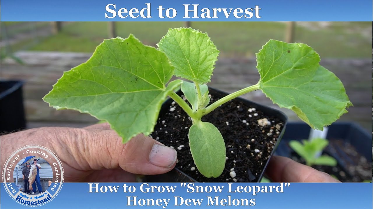 How to Grow "Snow Leopard" Honey Dew Melons - YouTube