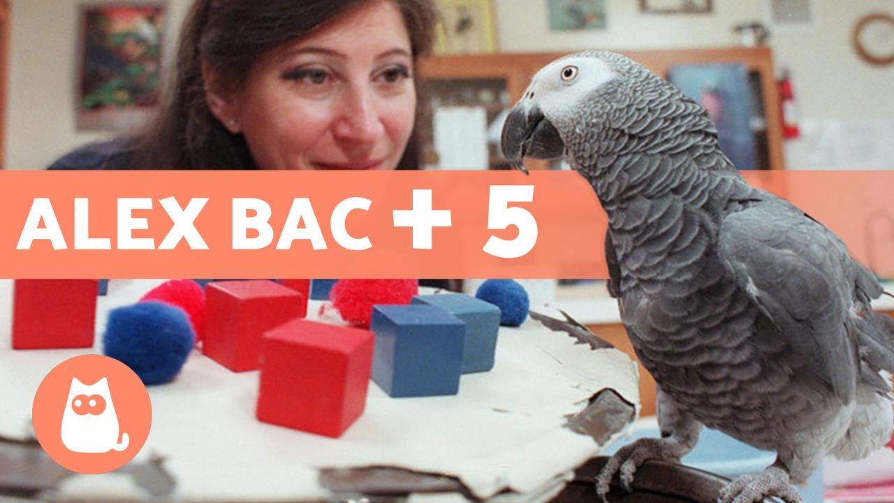 Le PERROQUET le plus INTELLIGENT du MONDE 🦜💬 (ALEX) - YouTube