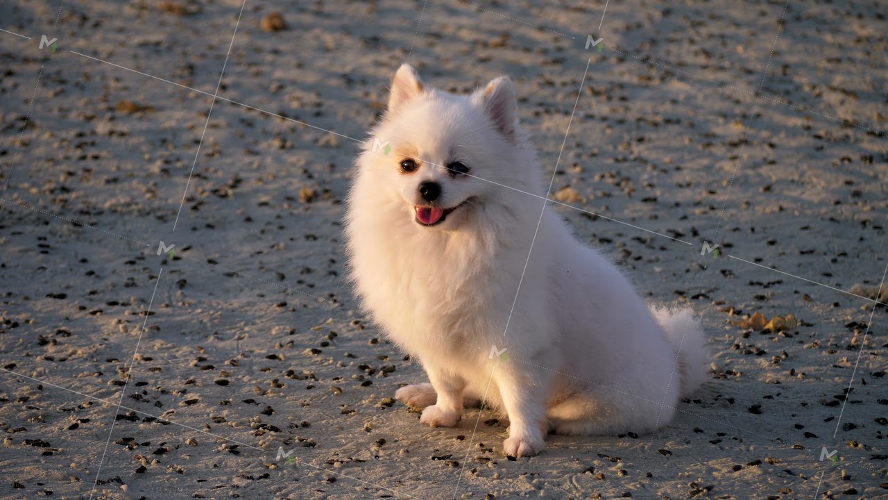 White dog sit and walk on sandy shore near ocean or sea - YouTube