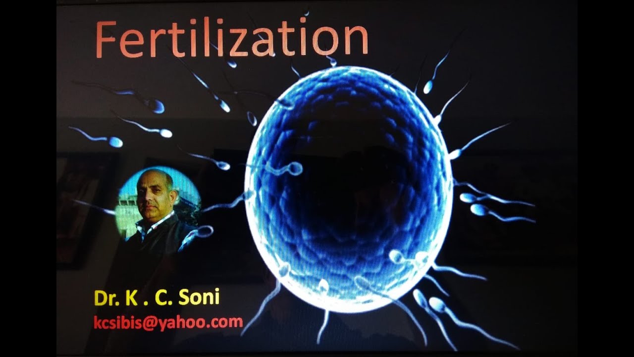 FERTILIZATION- CONCEPTS, MECHANISM AND SIGNIFICANCE - YouTube