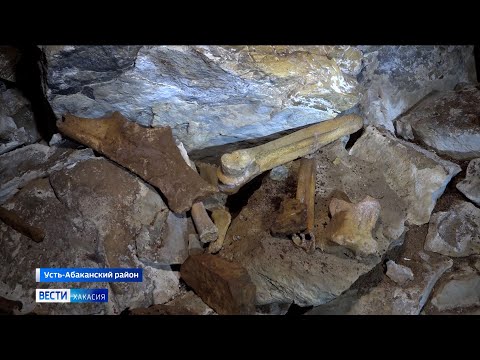 Логово гиен и следы носорога Мерка нашли ученые в глухой тайге Хакасии