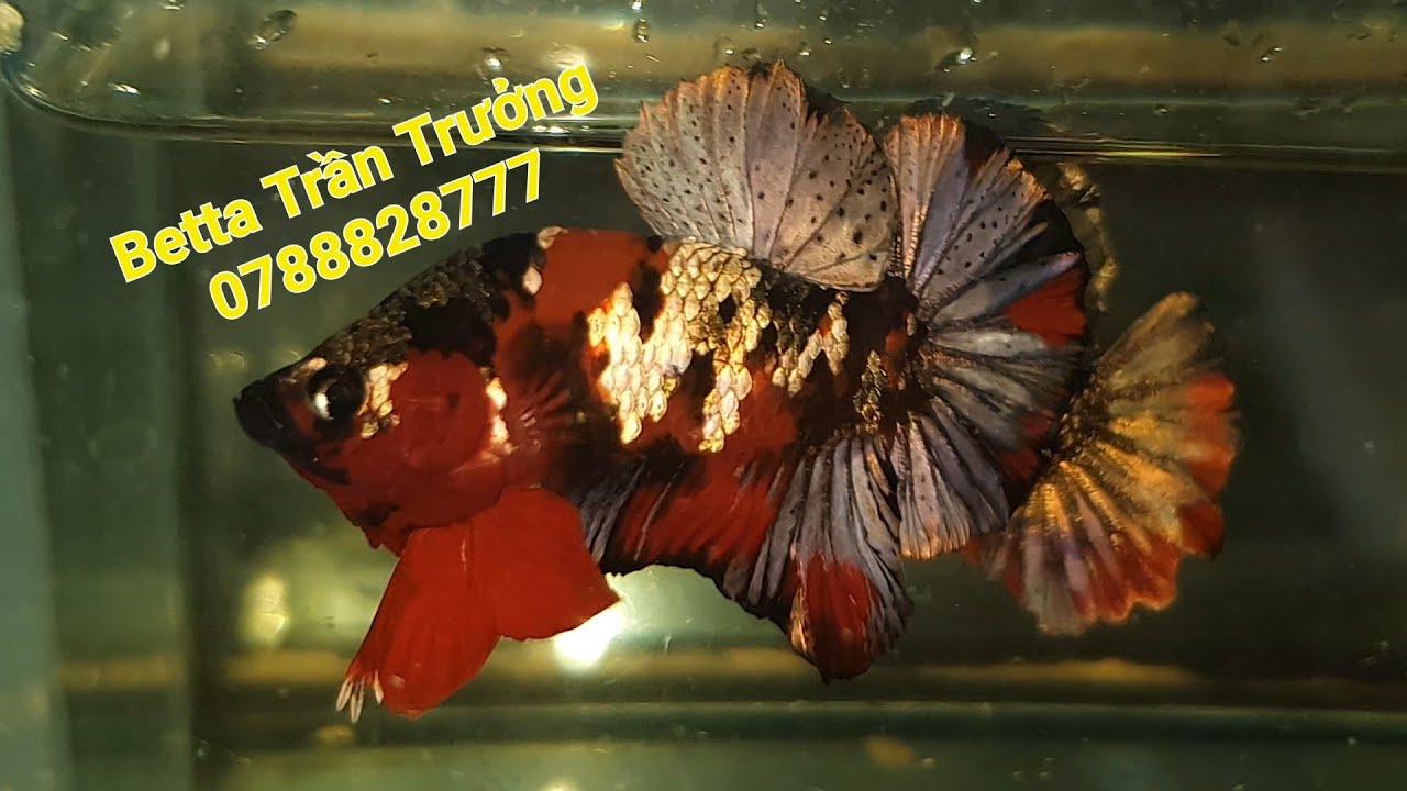 Tập 320: Betta Koi Red Copper form gấu. - YouTube