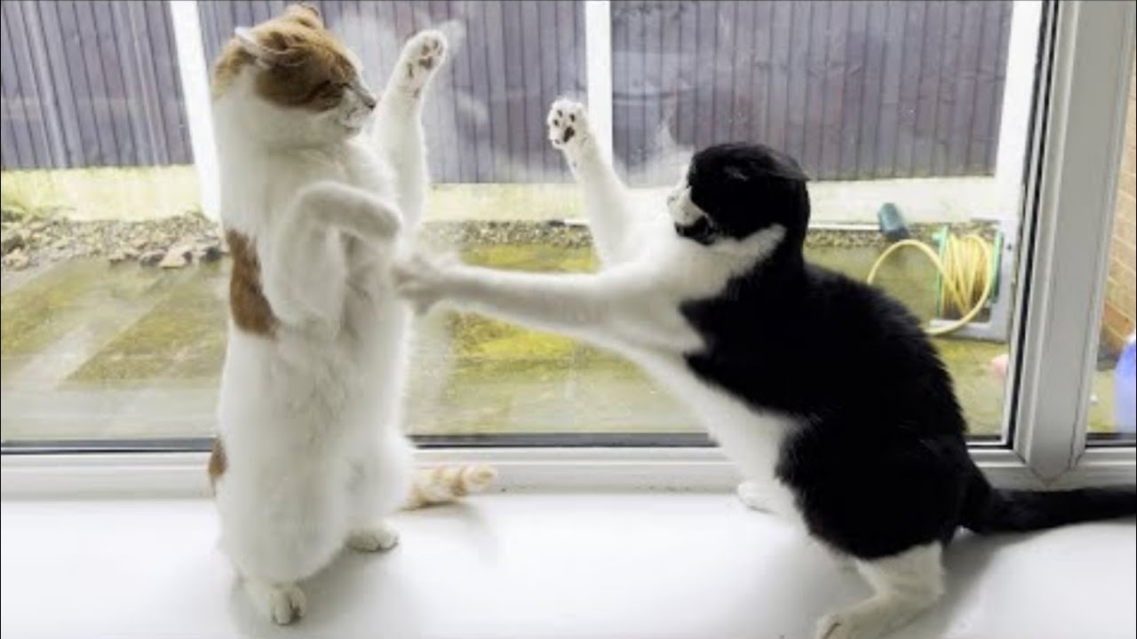 two cats looking angry with each other - YouTube
