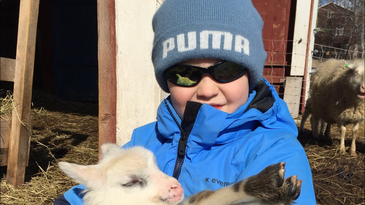 Pet break mode - YouTube