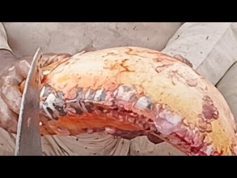Carfo fish cutting - YouTube