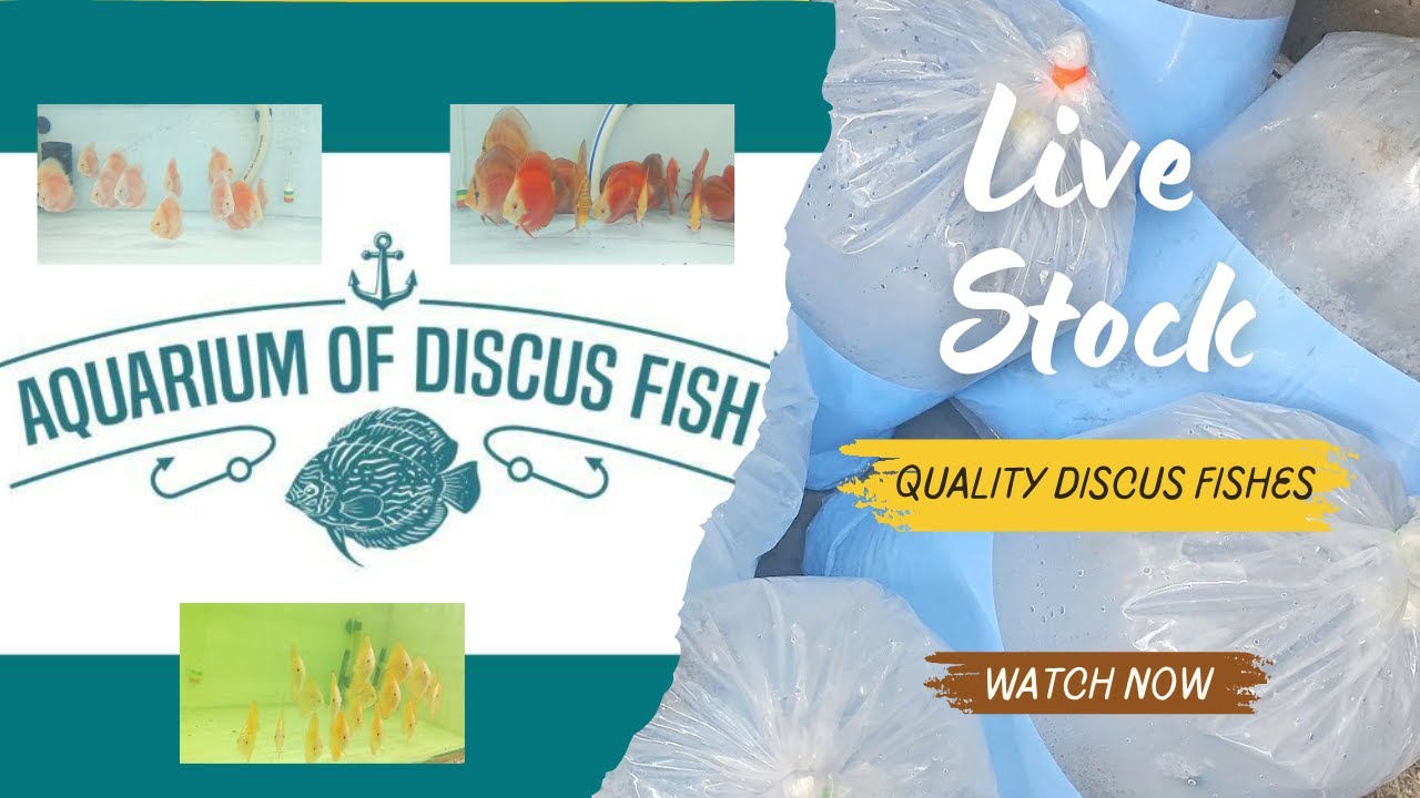 ADF | Aquarium Of Discus Fishes | Live Stock 1. - YouTube