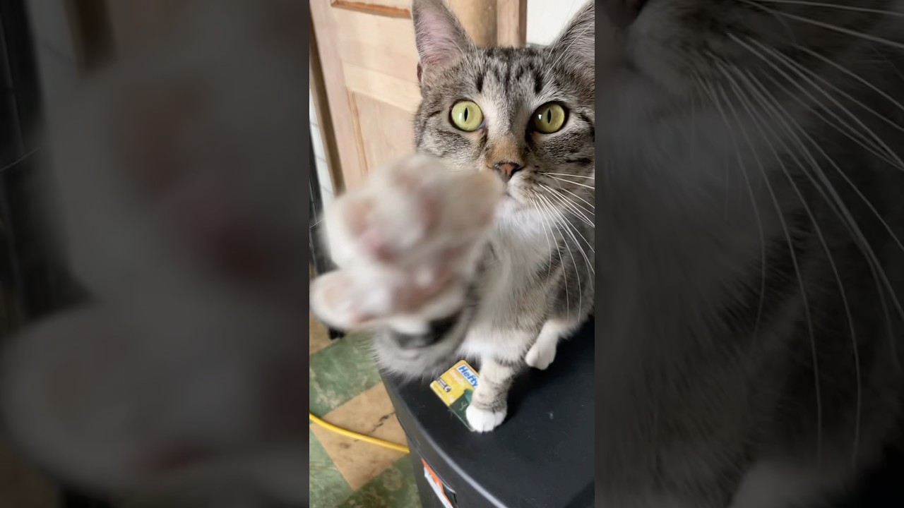 Game over! #cats #comedy #funny - YouTube