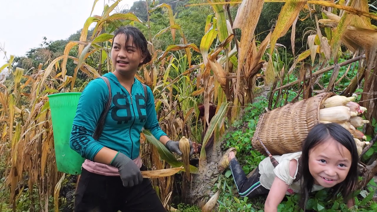 Me Nyuam Hmoob Lub Neej Pau Zog Ntais Pob Kws Noj Mov Kuam Xyawv Zaub l ...