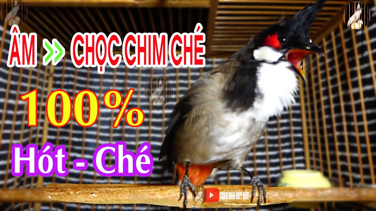 Phần 2 : Chào Mào Ché.Chào Mào Ché Kích Chim Mào Căng Lên Lửa Tốc Độ ...