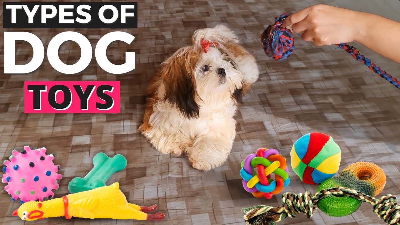 6 Types of Dog Toys and How to USE THEM - YouTube