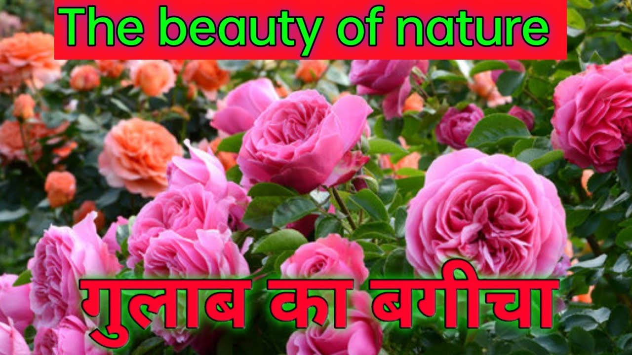 गुलाब🌹 का बगीचा|| Rose garden || gulab ka bagicha 🌹🌹🏡 - YouTube