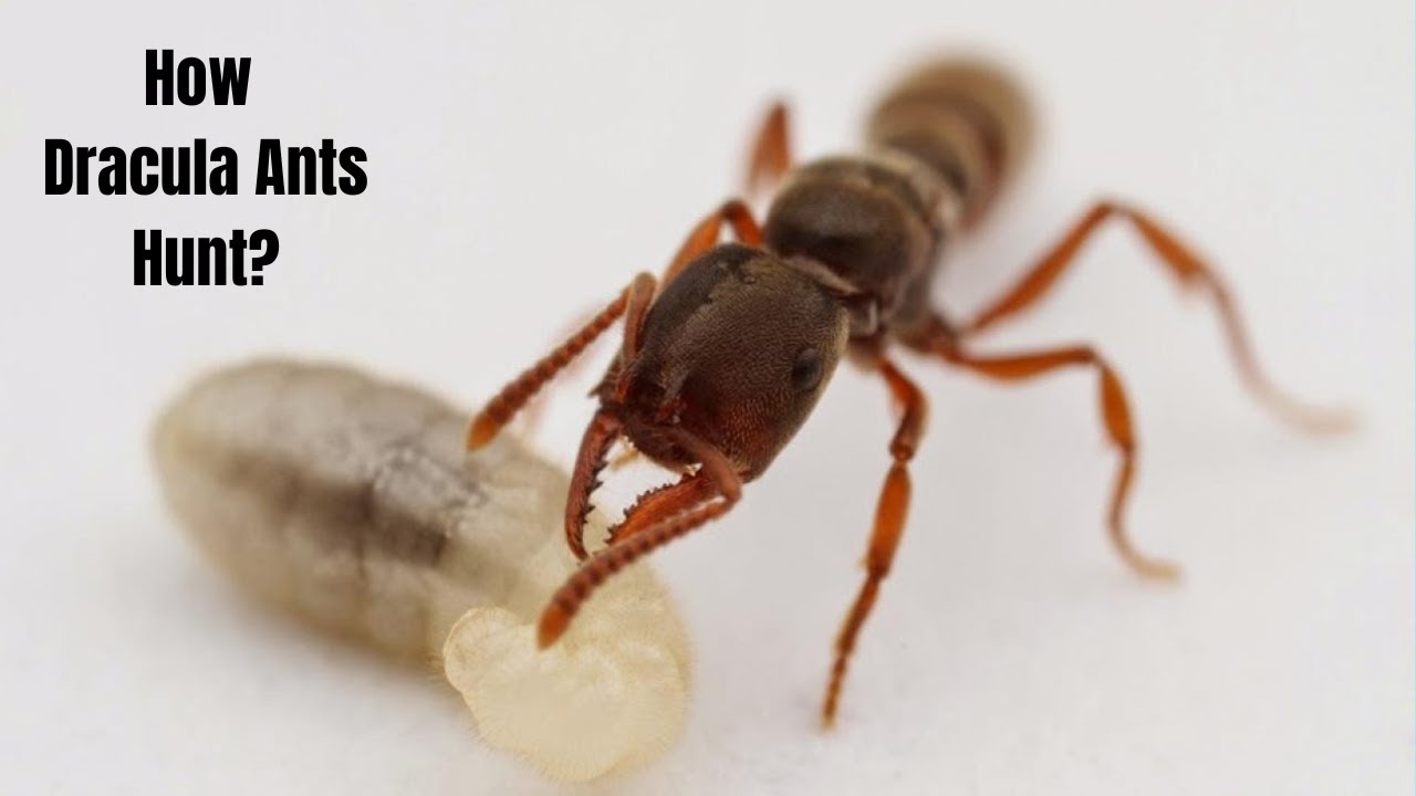 How Dracula Ant Hunts - YouTube
