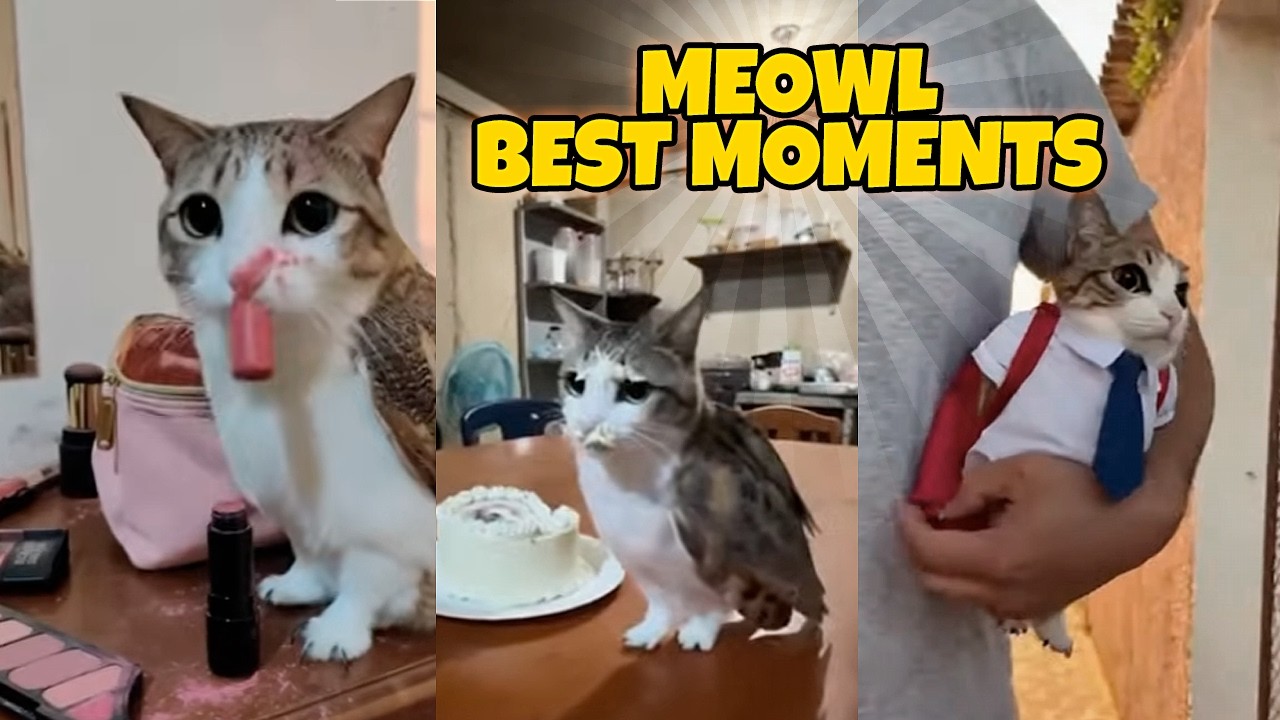 Meowl’s Best Moments 😺🦉 (Funny Cat-owl Compilation) - YouTube