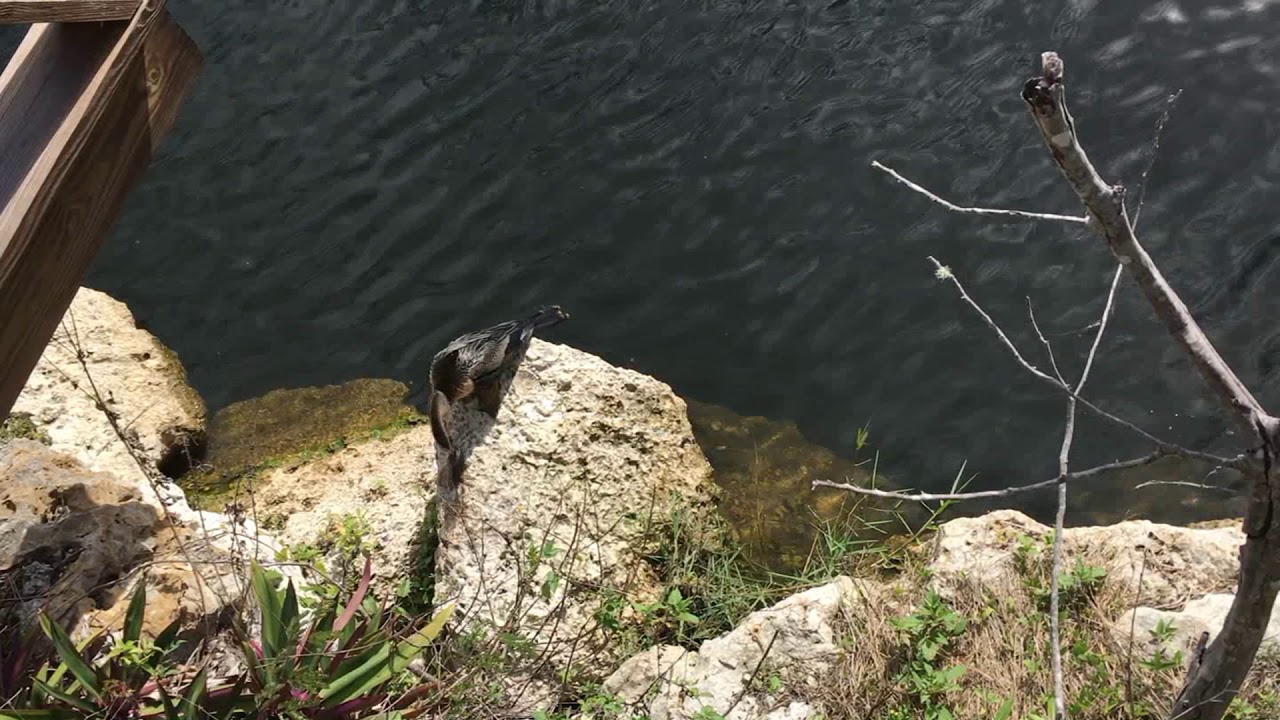 Anhinga "Gollum Fish Song" - YouTube