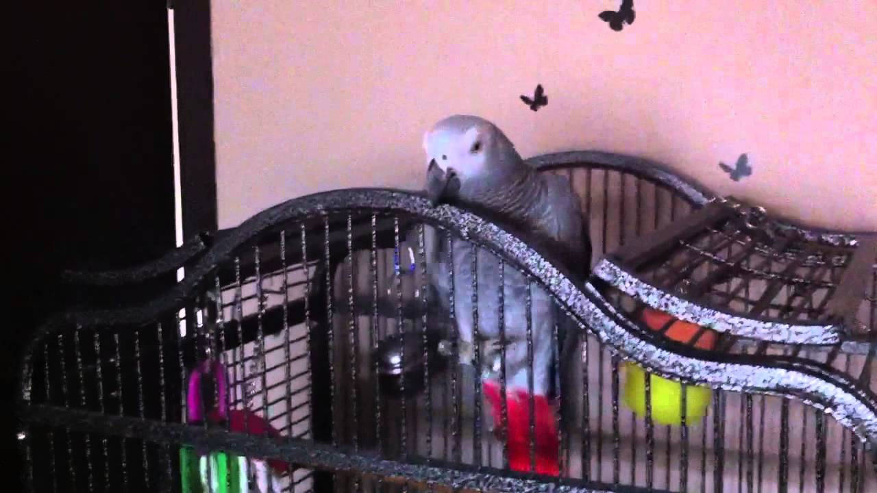 Laughing Parrot - YouTube