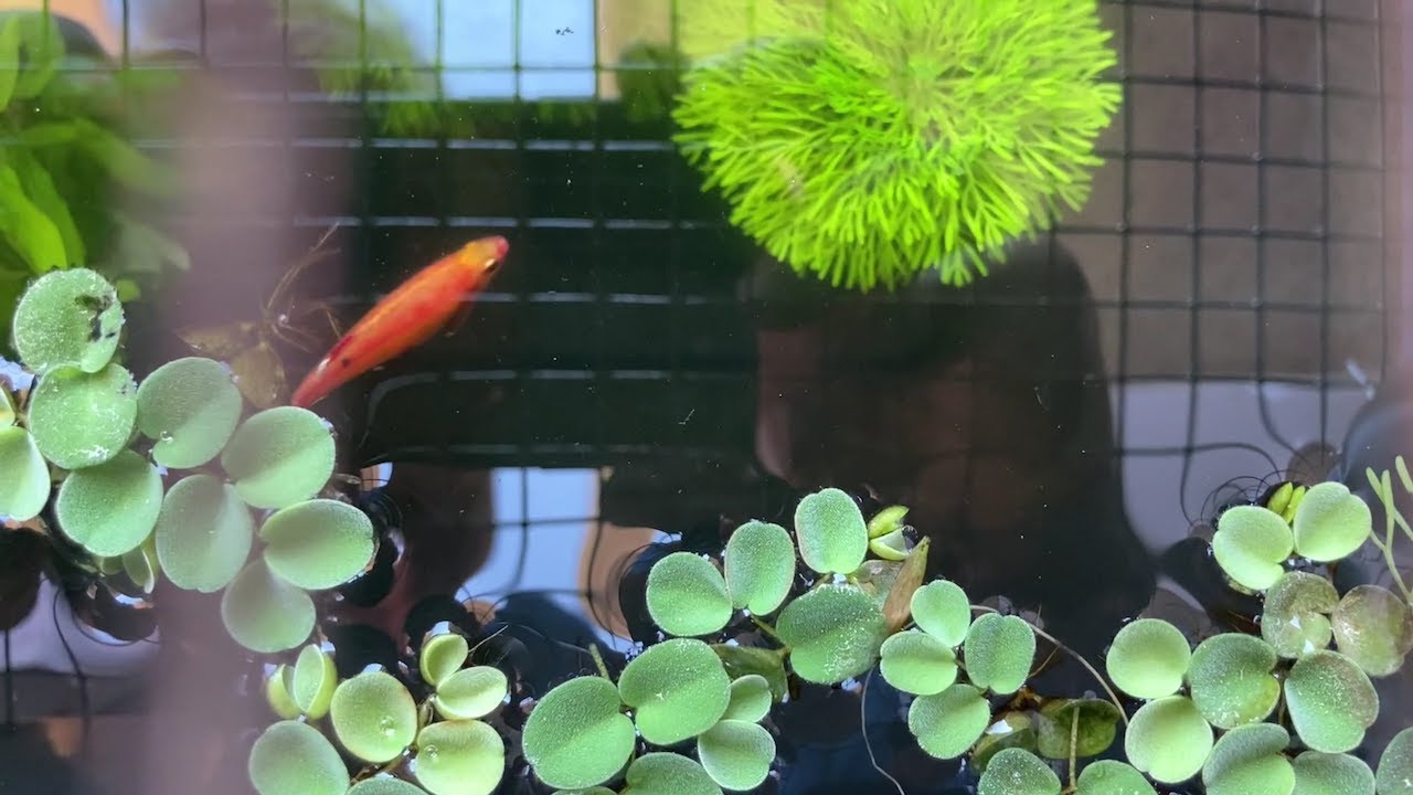 Tub Breeding White Cloud Mountain Minnows - YouTube