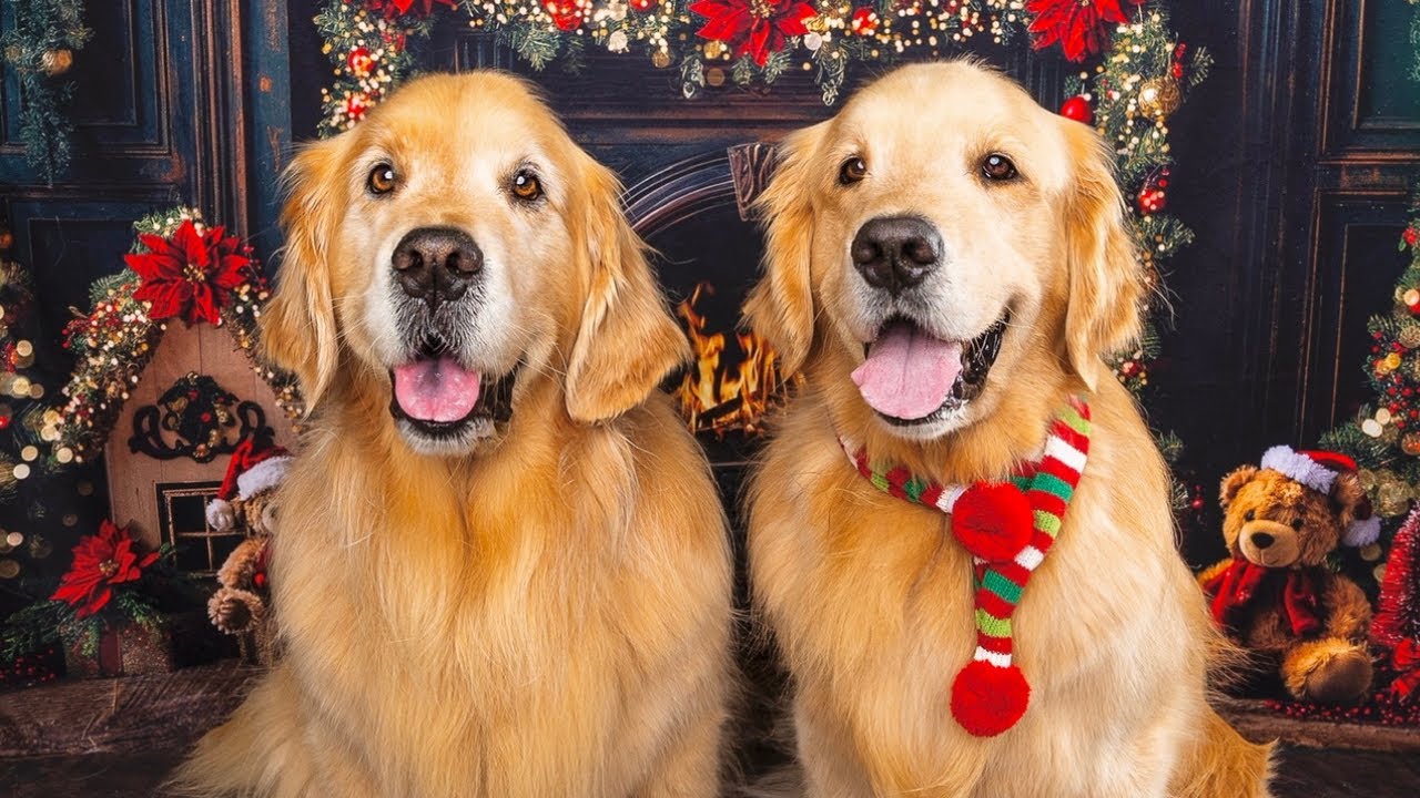 My Goldens Year In Review - YouTube