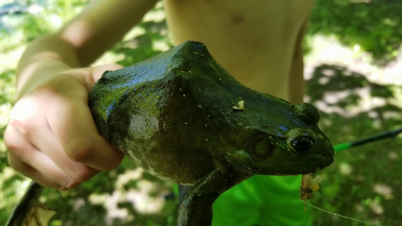 Wisconsin Bullfrogs - YouTube