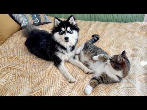 Bu Yaz Yavru Köpeğimize Ne Oldu? Neden Video Paylaşmayı Bıraktık?