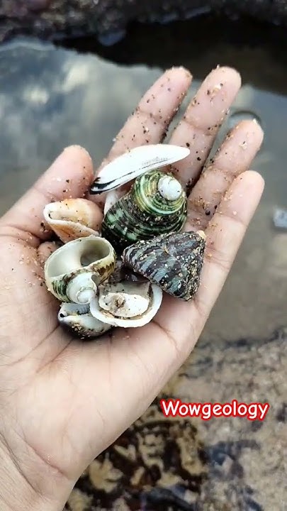 Geologist in beach #funny #geology #seashell #beach #geologist #rocks # ...