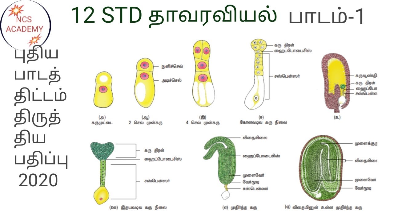 Embryogenesis | கரு உருவாக்கம் | class 12 | Botany | chapter 1 | NCS ...