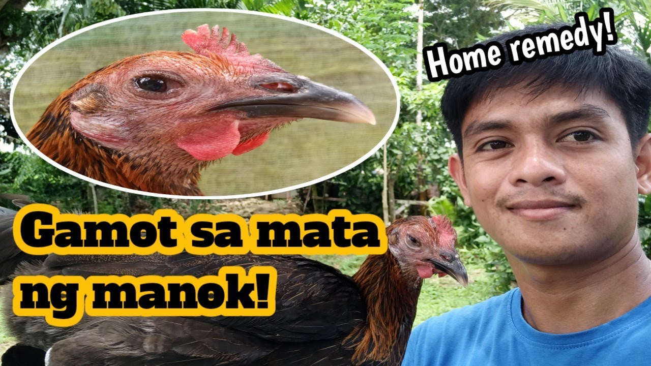 Gamot sa mata ng manok! | Home remedy | #Paragmanoktv - YouTube