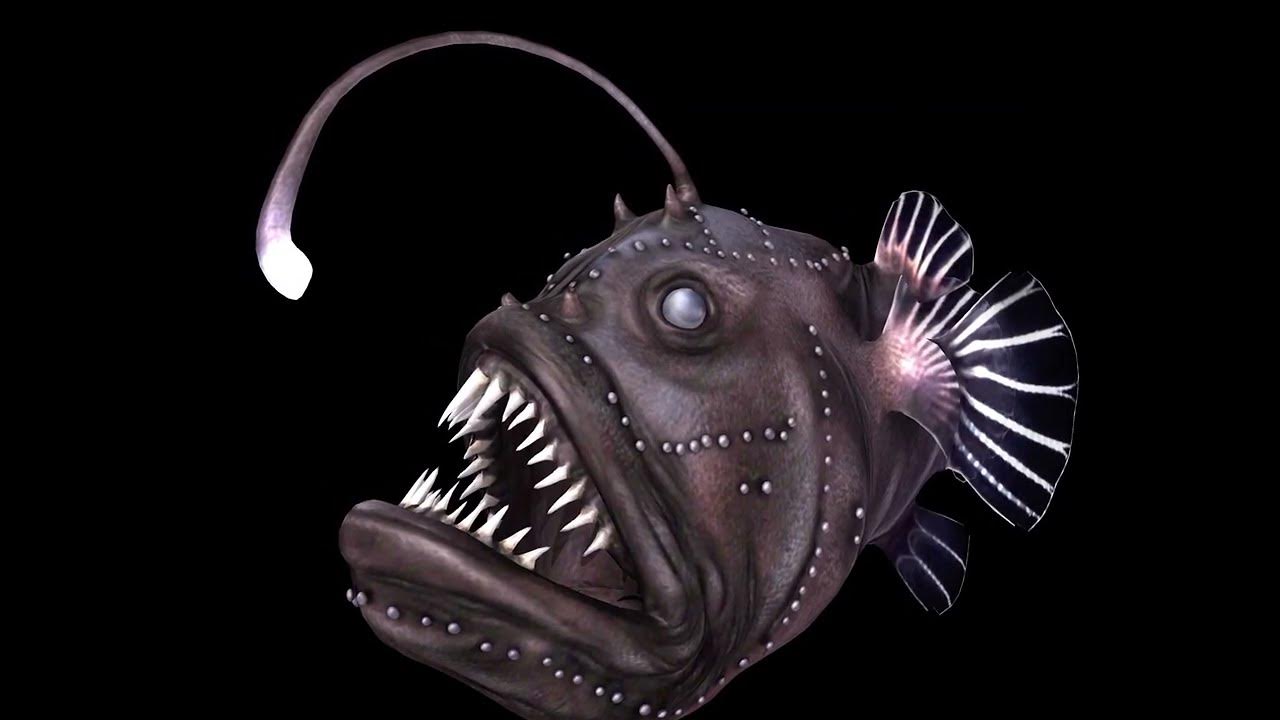 Angler fish 🐠 animated video - YouTube