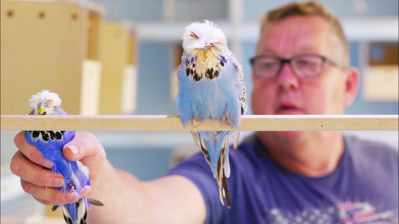 World's Biggest Budgies || Visit to UK's top budgerigar stud || Mike ...