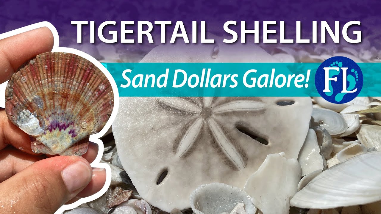 Tigertail Beach Epic Sand Dollar Shelling in Marco - YouTube