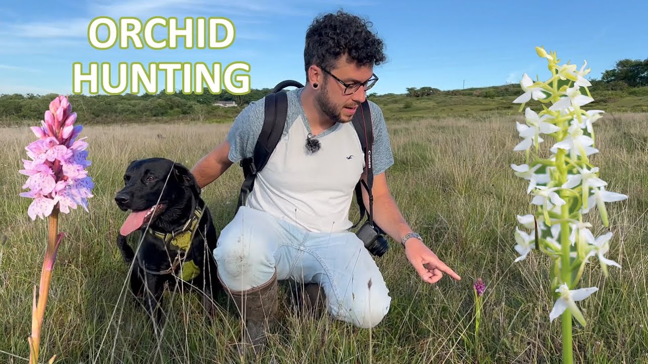 Orchid Hunting on Cornwall's Moors | Nightjar Special Appearance - YouTube