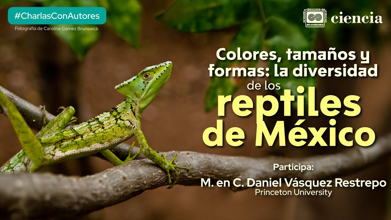 Colores, tamaños y formas: la diversidad de los reptiles de México ...