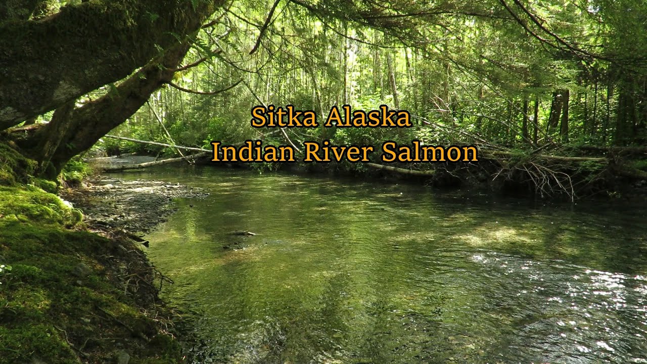 Sitka Alaska. Indian River Salmon. Including King Salmon Spawning ...