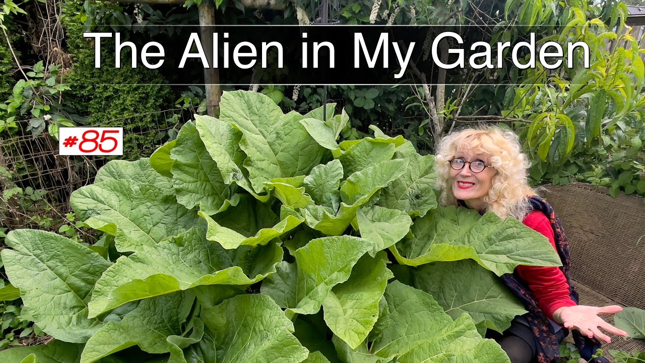 The Alien in My Garden #85 - YouTube